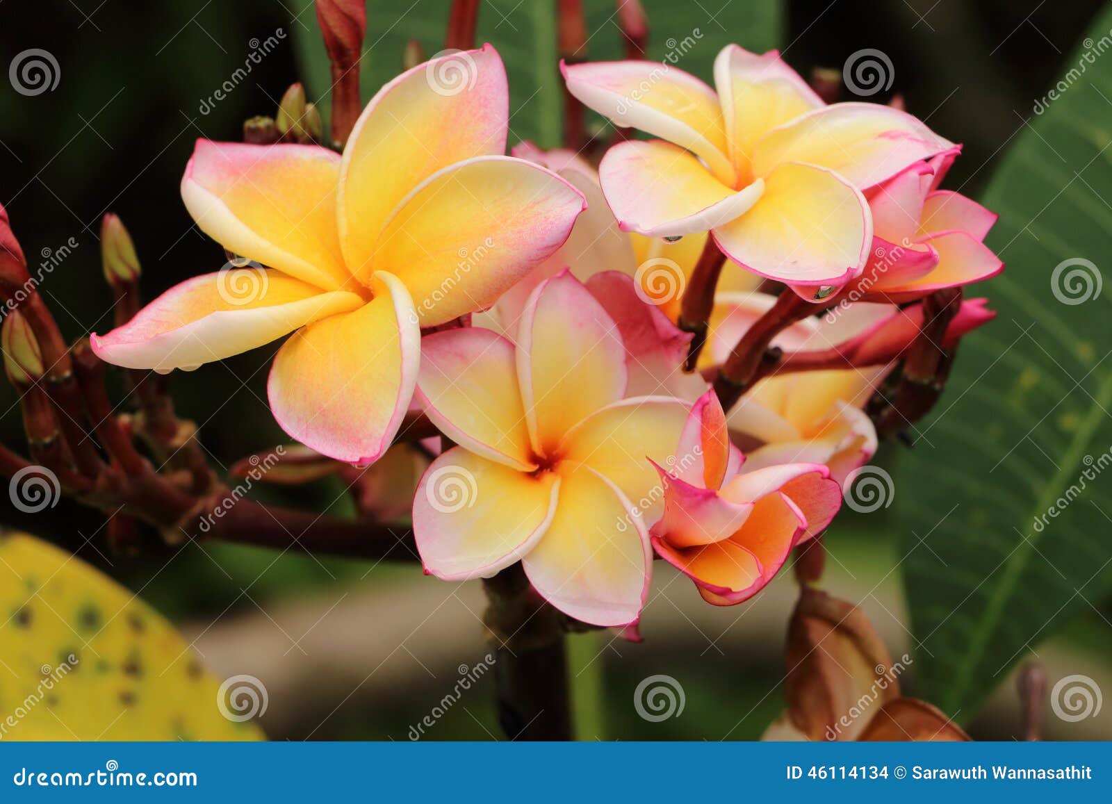 Yellow Thai Temple Flower Art Stock Photo - Image of garden, drop: 46114134