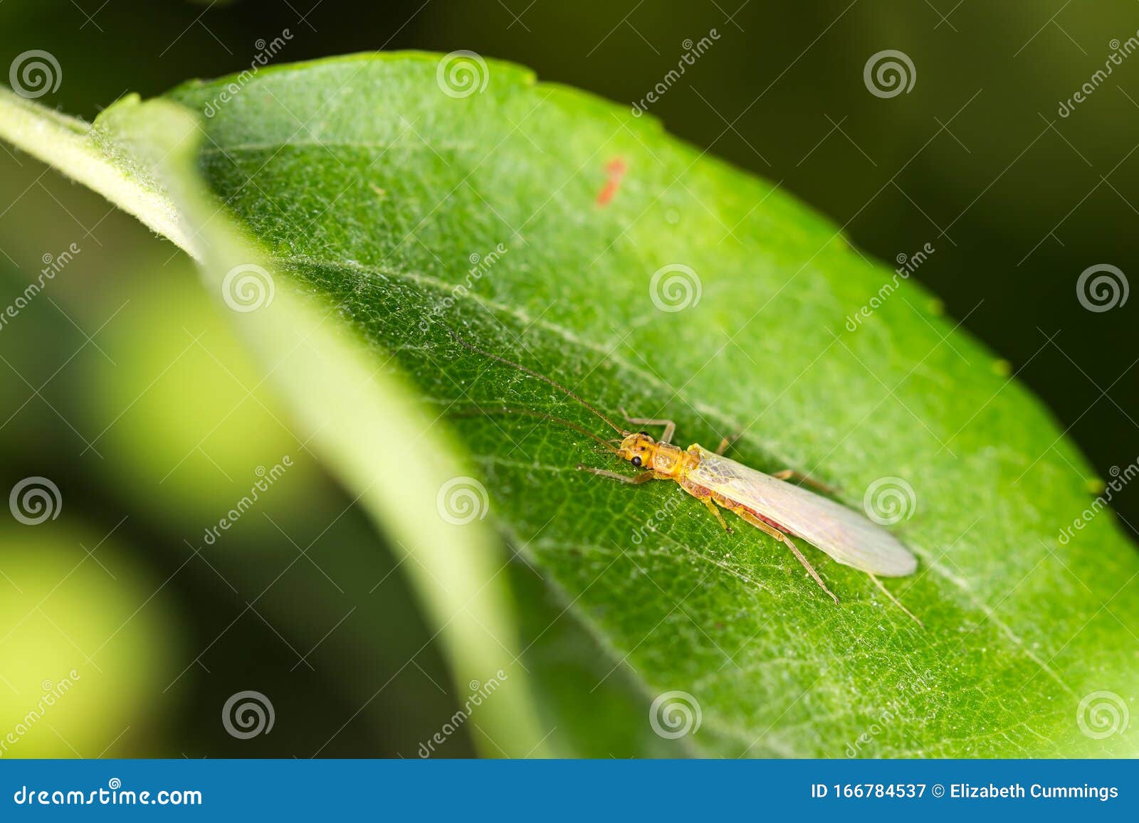 Yellow Thin Winged Bug Rests on a Green Leaf Stock Image - Image of ...