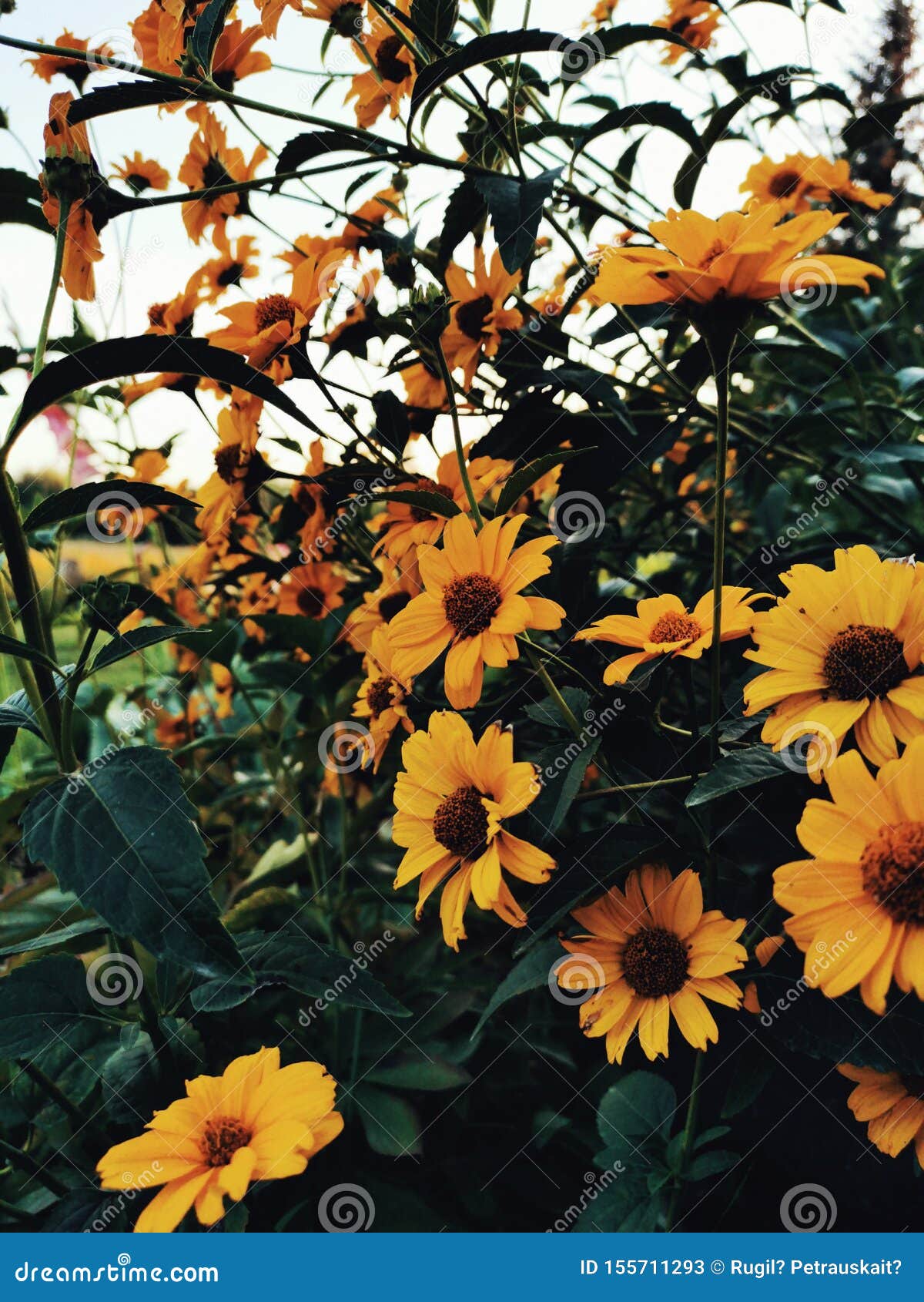 Yellow Things In Nature