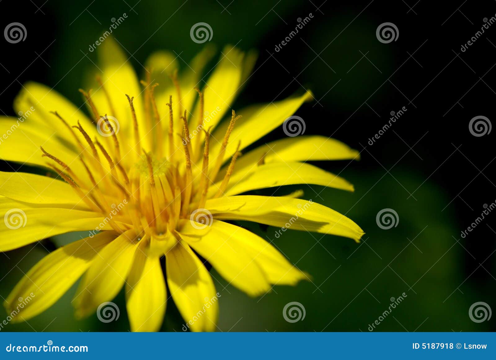 Yellow thistle stock photo. Image of gift, gentle, garden - 5187918