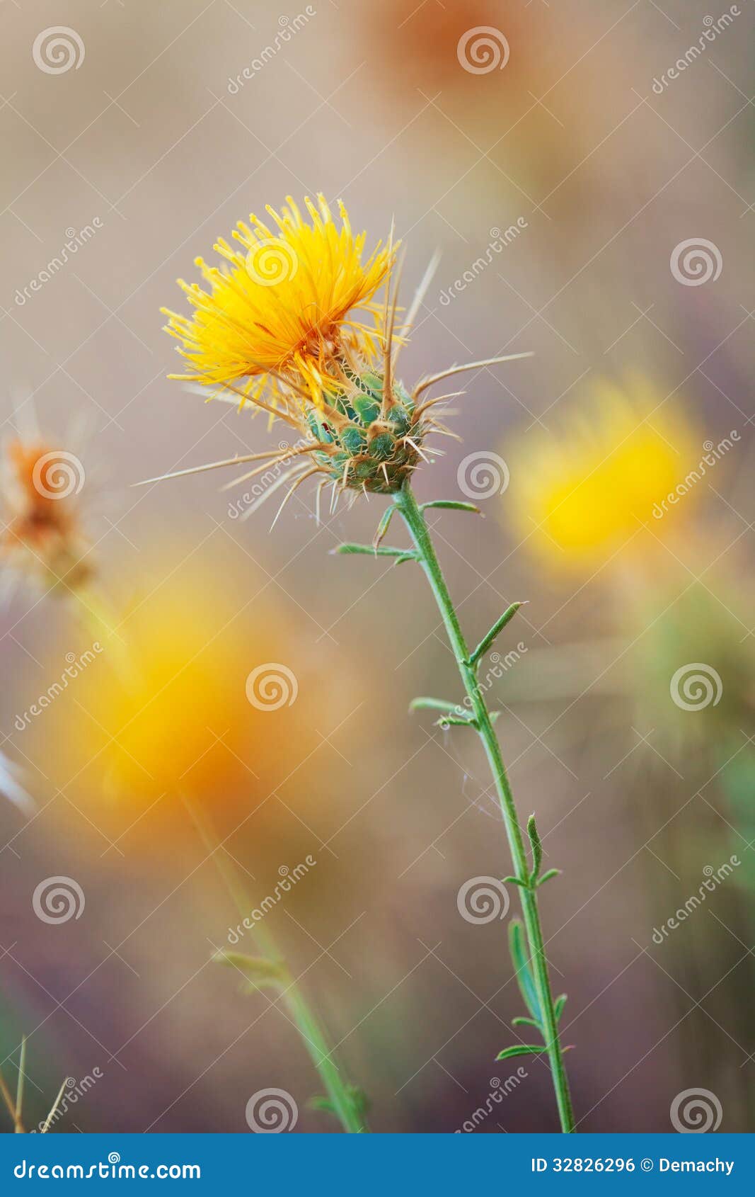 Yellow Thistle stock photo. Image of field, pistil, pollen - 32826296