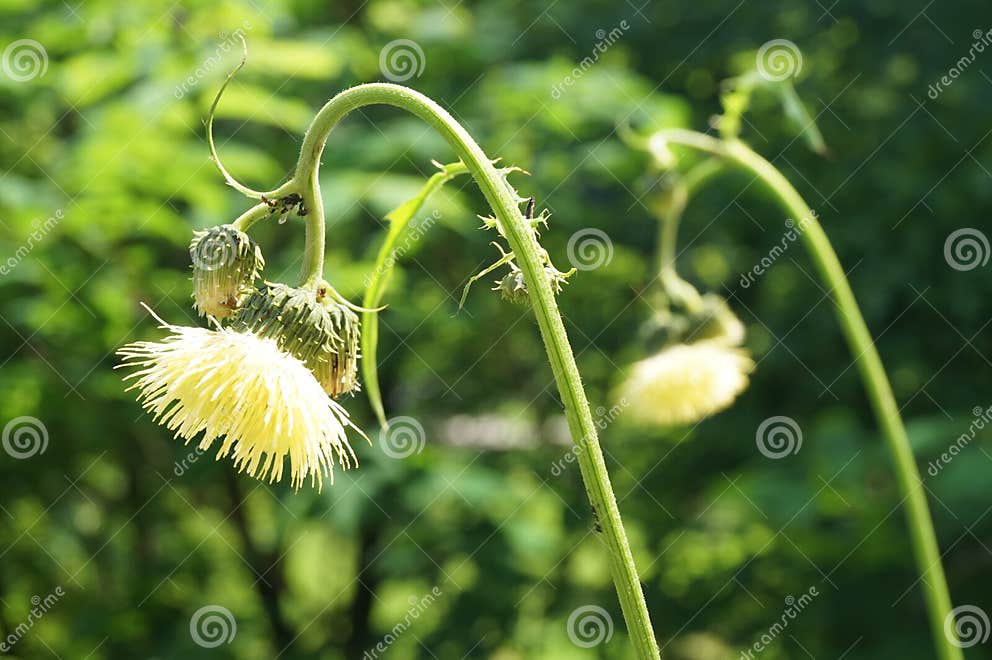 Yellow thistle stock image. Image of plant, bloom, delicate - 73230937