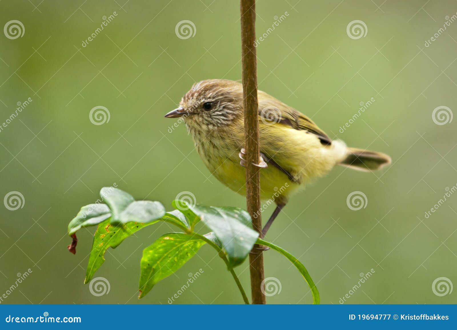 Yellow thornbill stock image. Image of bird, close, rainforest - 19694777