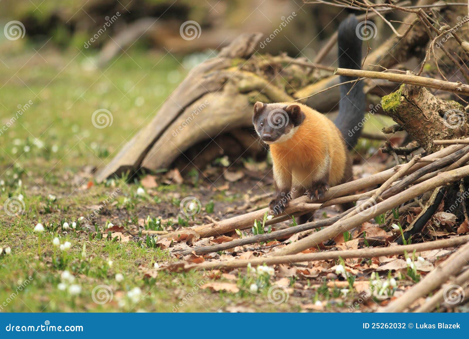 Yellow throated marten stock photo. Image of martes, marten - 25262032