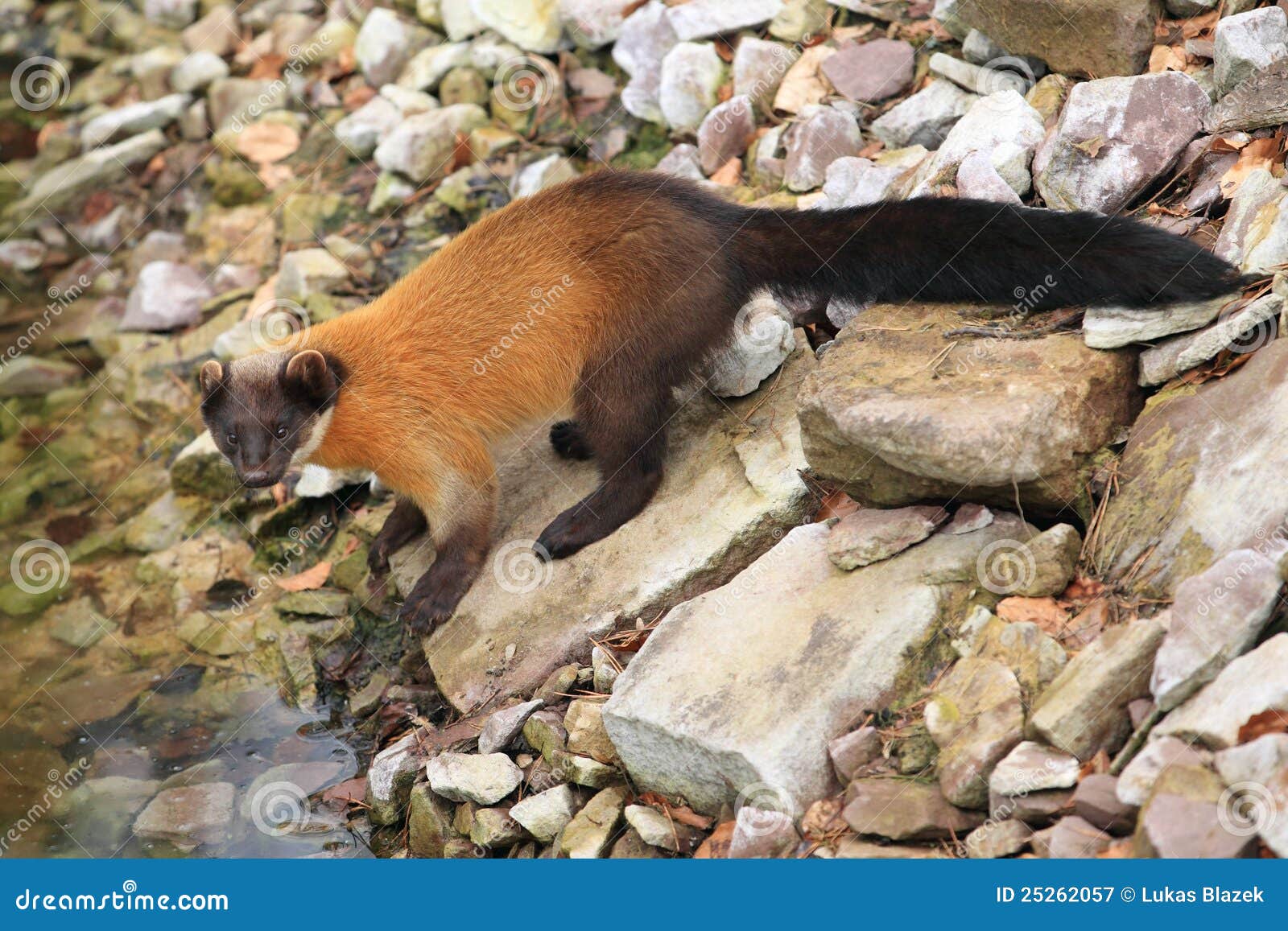 Himalayan Martens
