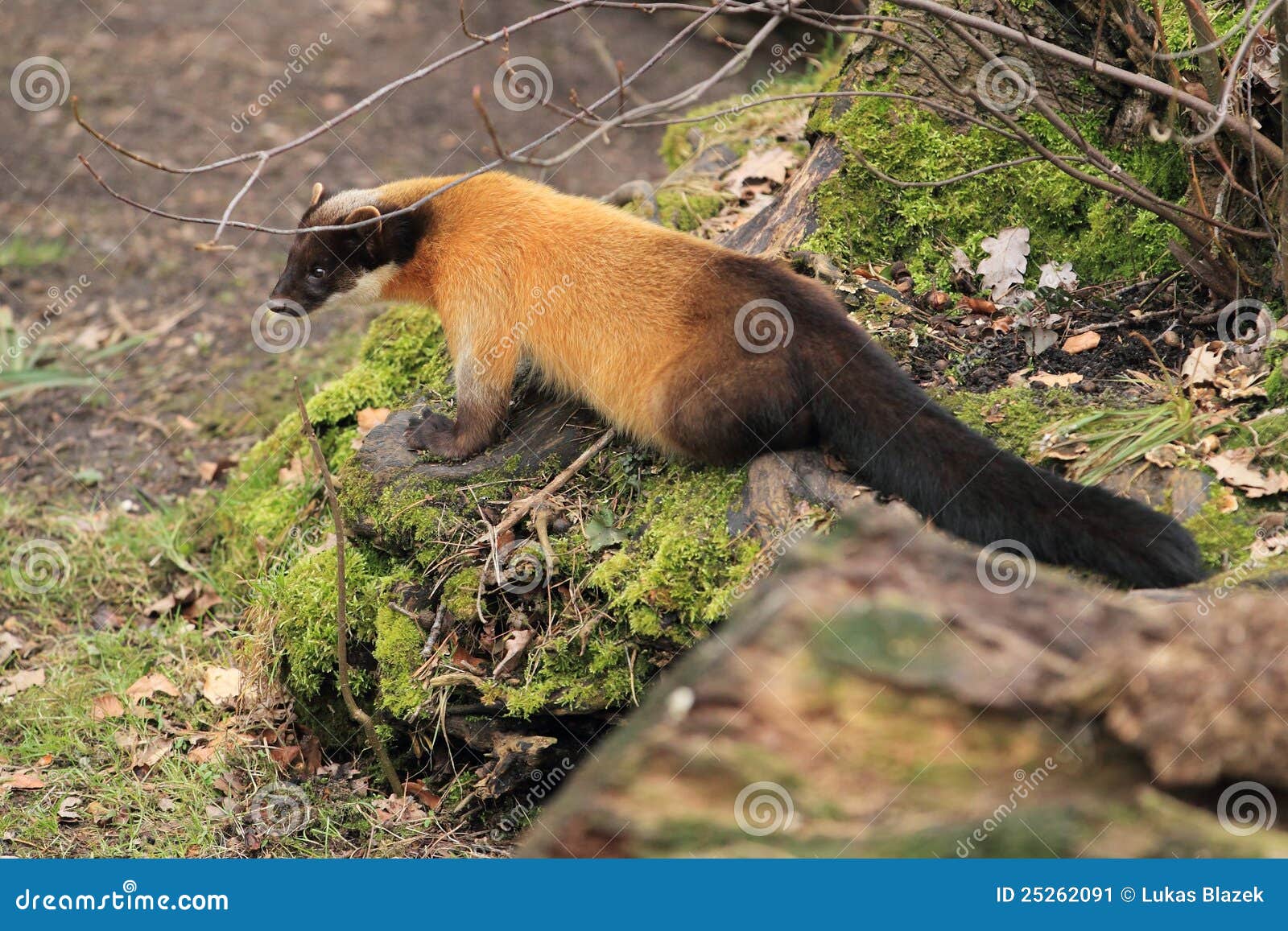 Yellow-throated marten stock image. Image of marten, kharza - 25262091