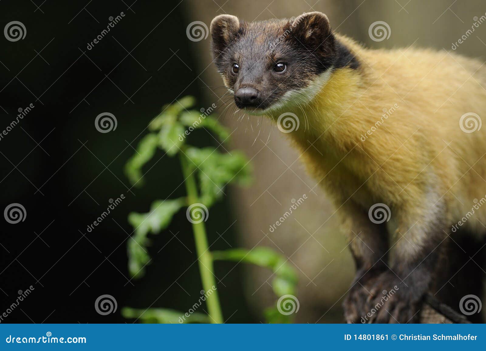 Yellow-throated Marten (Martes Flavigula) Stock Image - Image of ...