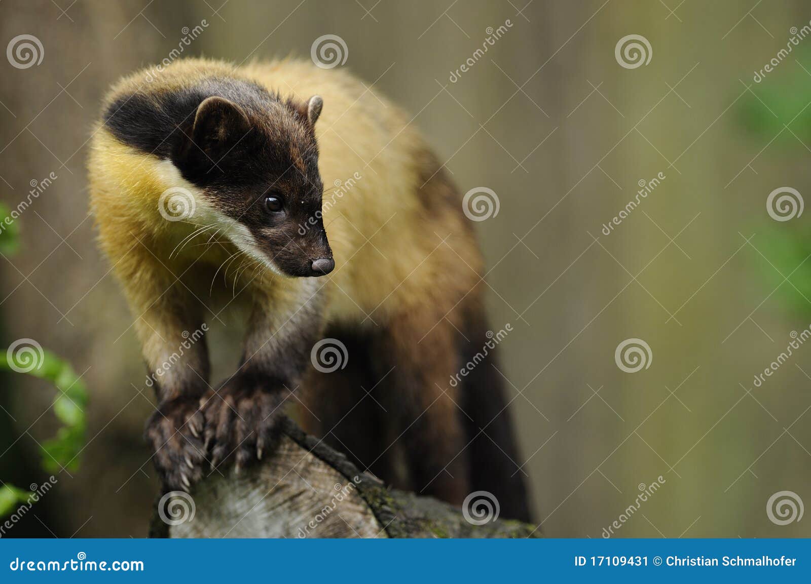 Yellow-throated Marten (Martes Flavigula) Stock Image - Image of hide ...