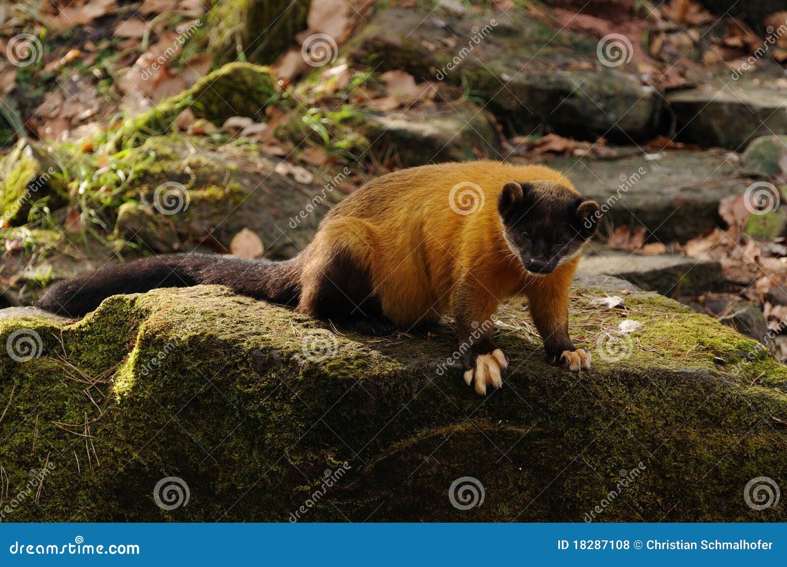 Yellow-throated Marten (Martes Flavigula) Stock Photo - Image of ...