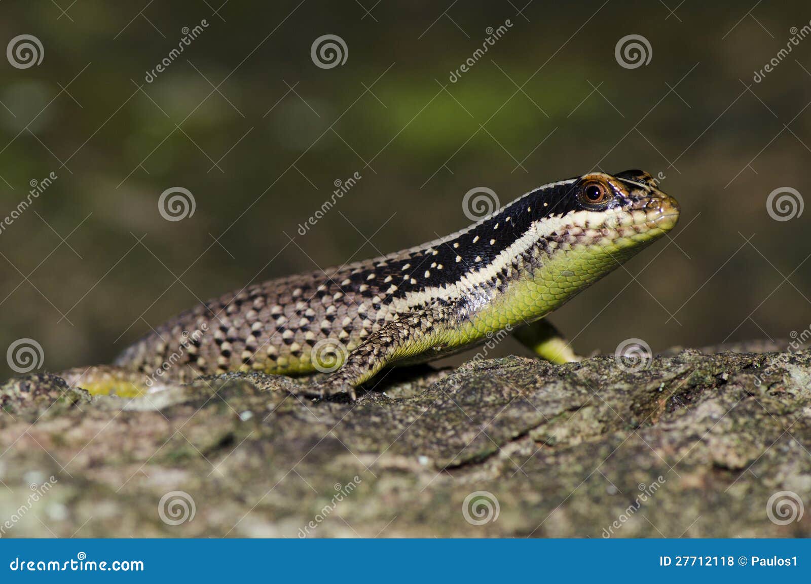 Yellow-throated Plated Lizard Stock Photo - Image of borneo, plated ...