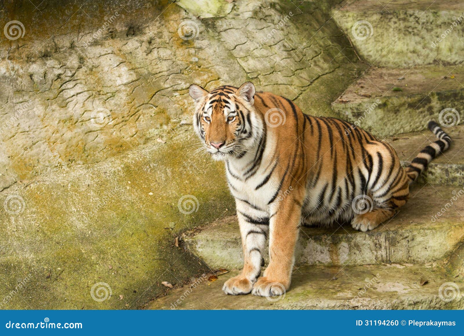 Yellow tiger in the jungle stock photo. Image of aggressive - 31194260
