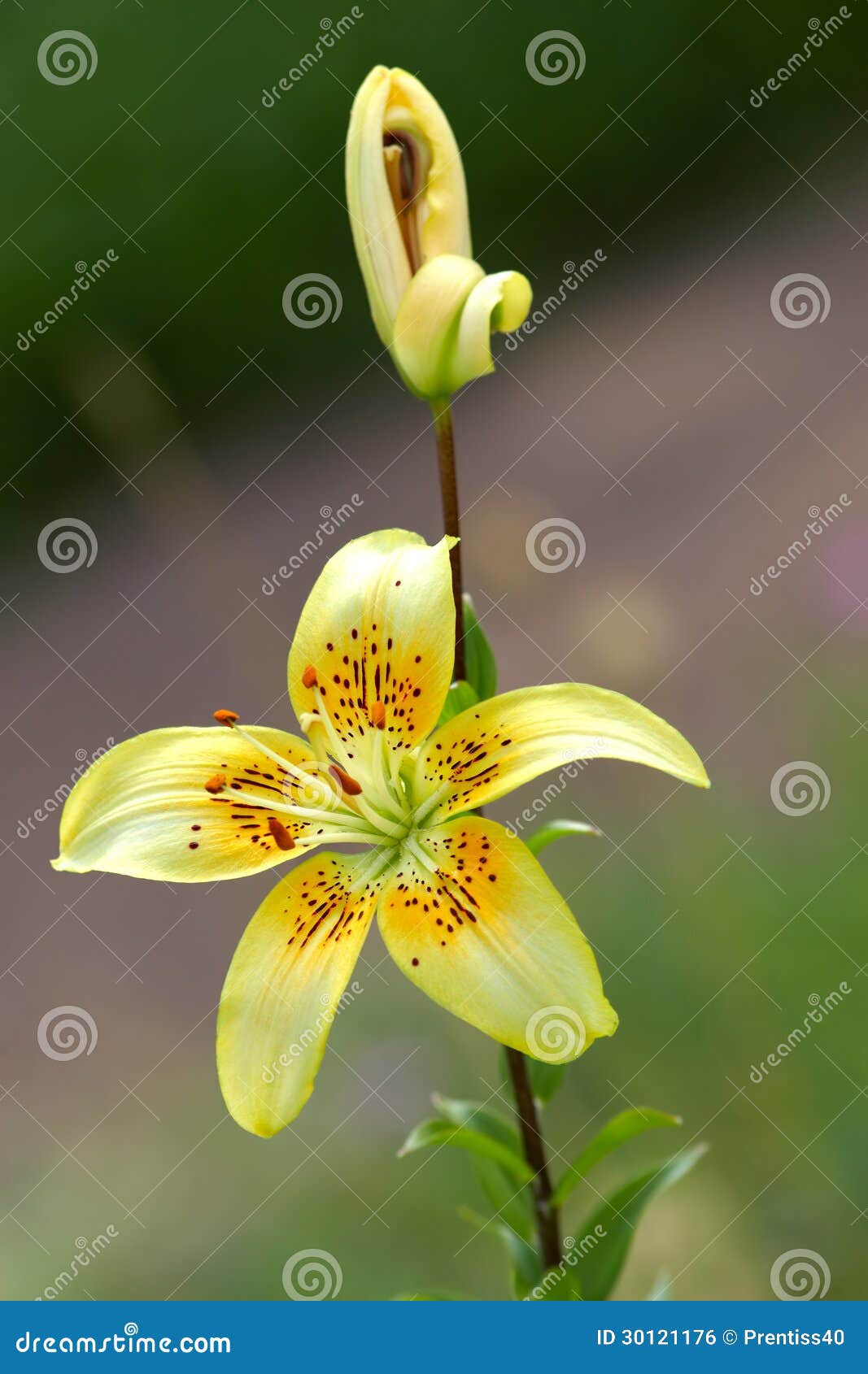 Tiger lily stock photo. Image of lily, garden, nature - 30121176