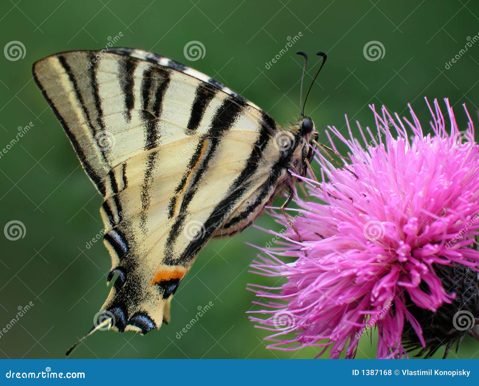 Yellow Tiger Swallowtail Butterfly Stock Photo - Image of outdoor ...