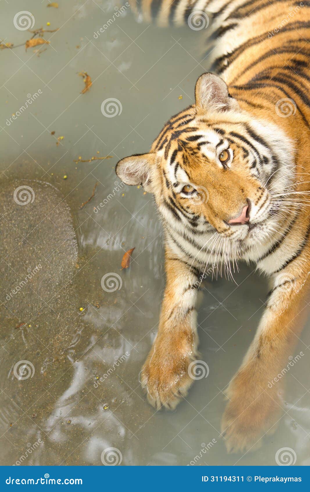 Yellow Tiger in the Swiming Pool Stock Image - Image of danger, mammal ...