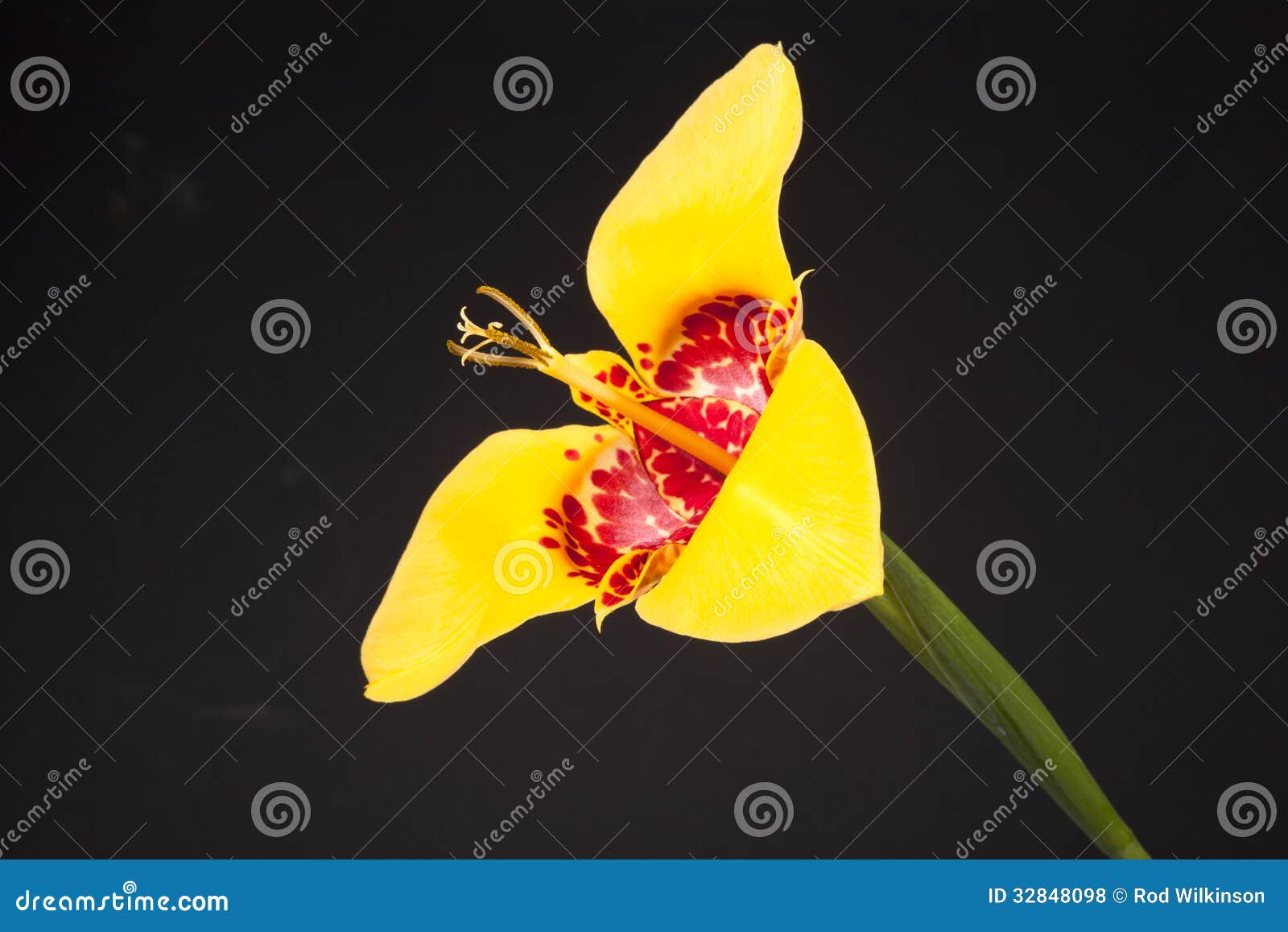 Yellow tigridia flower stock photo. Image of flower, tuberous - 32848098