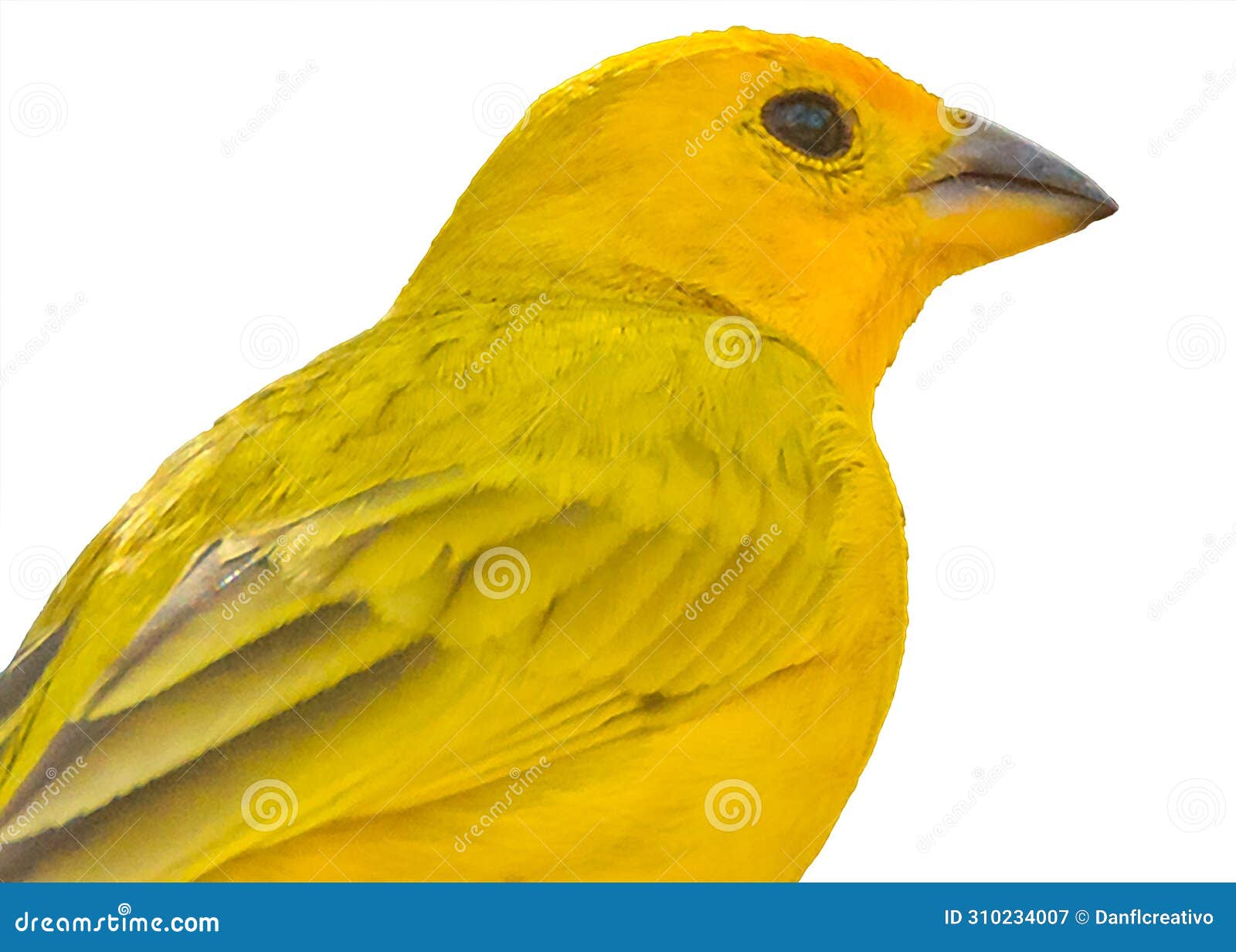Yellow Tiny Bird Side View Isolated Photo Stock Image - Image of side ...