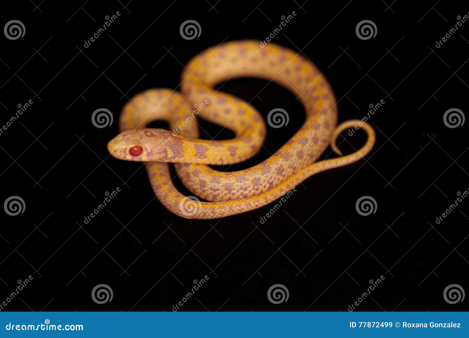 Black And Yellow Corn Snake