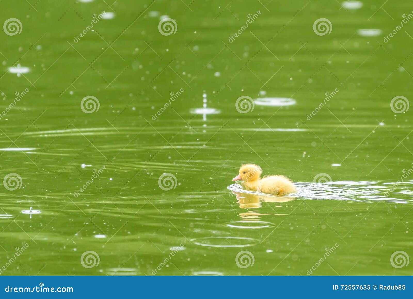 Yellow Tiny Duckling stock image. Image of small, baby - 72557635