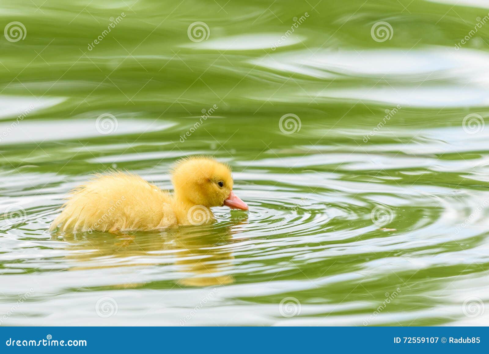 Yellow Tiny Duckling stock image. Image of wildlife, farm - 72559107