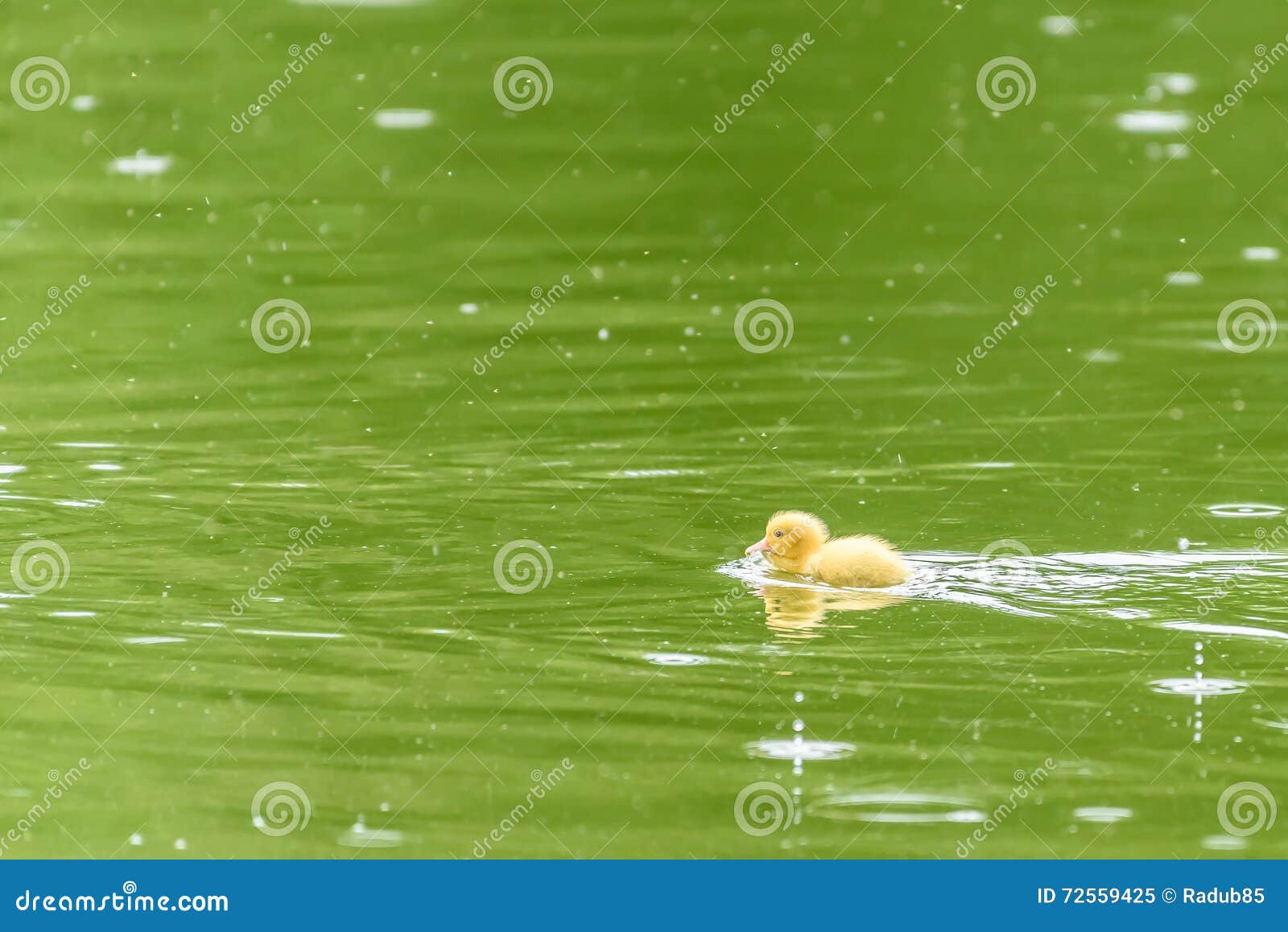 Yellow Tiny Duckling stock image. Image of tiny, baby - 72559425