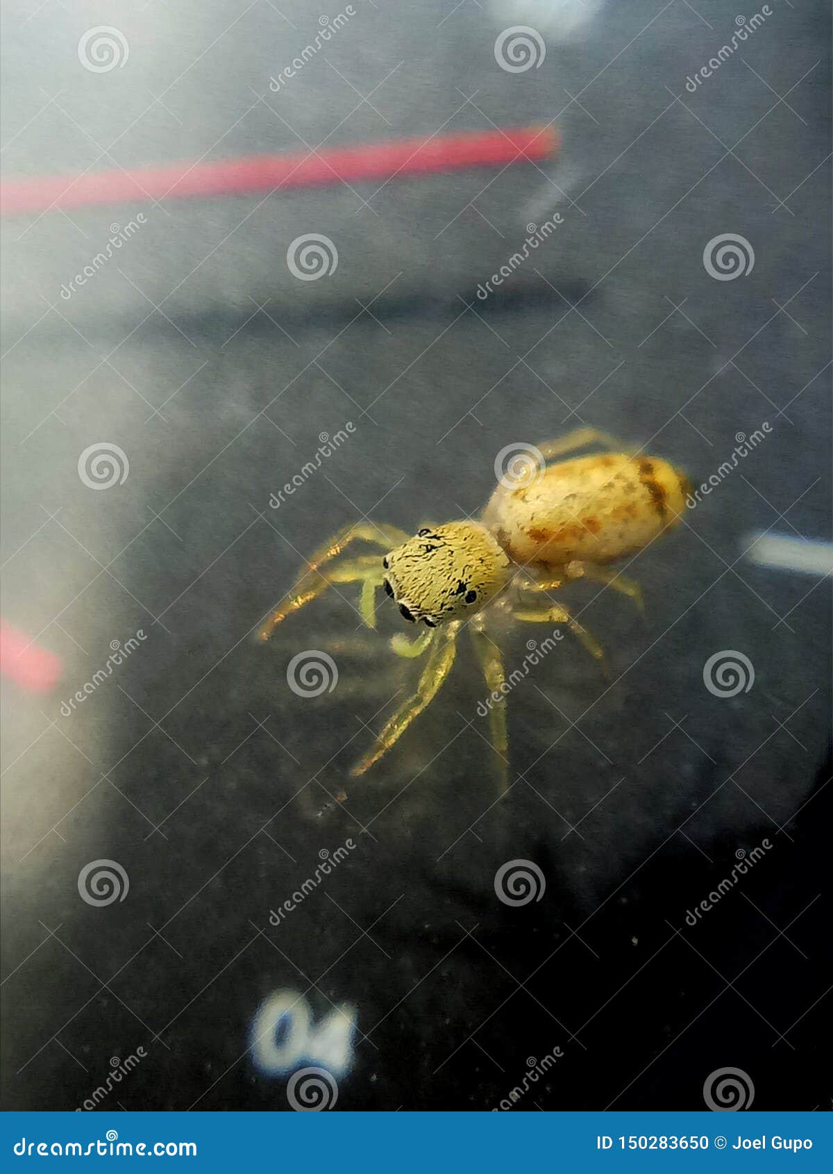 Tiny Jumping Spider Stock Image | CartoonDealer.com #91016239