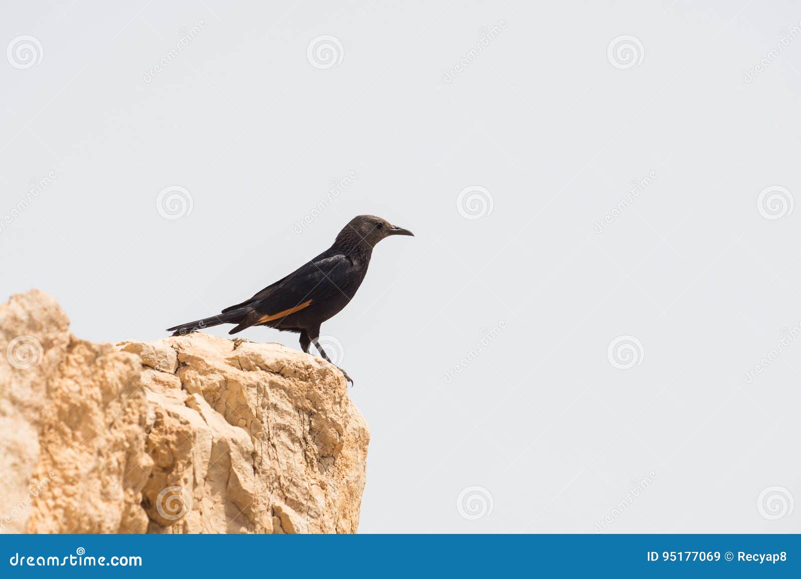 A yellow tip winged bird stock image. Image of high, bird - 95177069