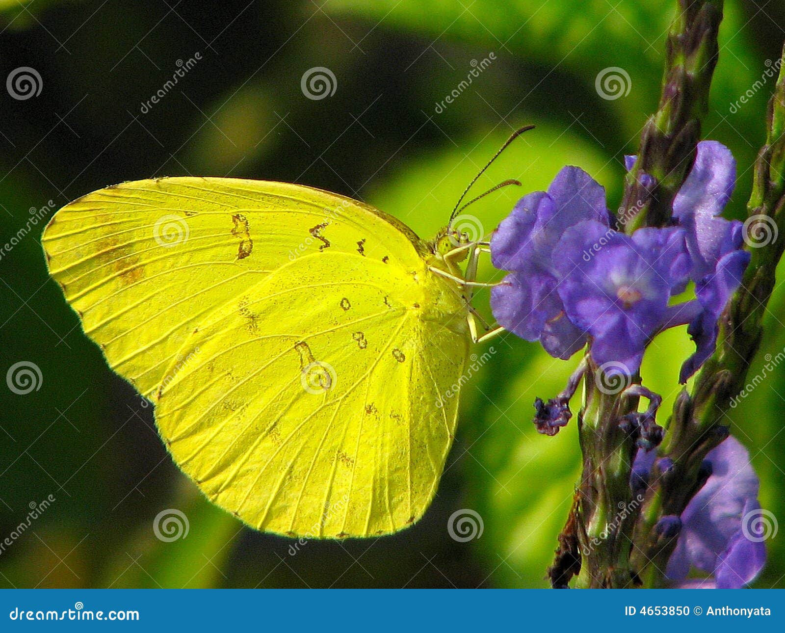 Yellow Tipped Butterfly stock photo. Image of small, colorful - 4653850