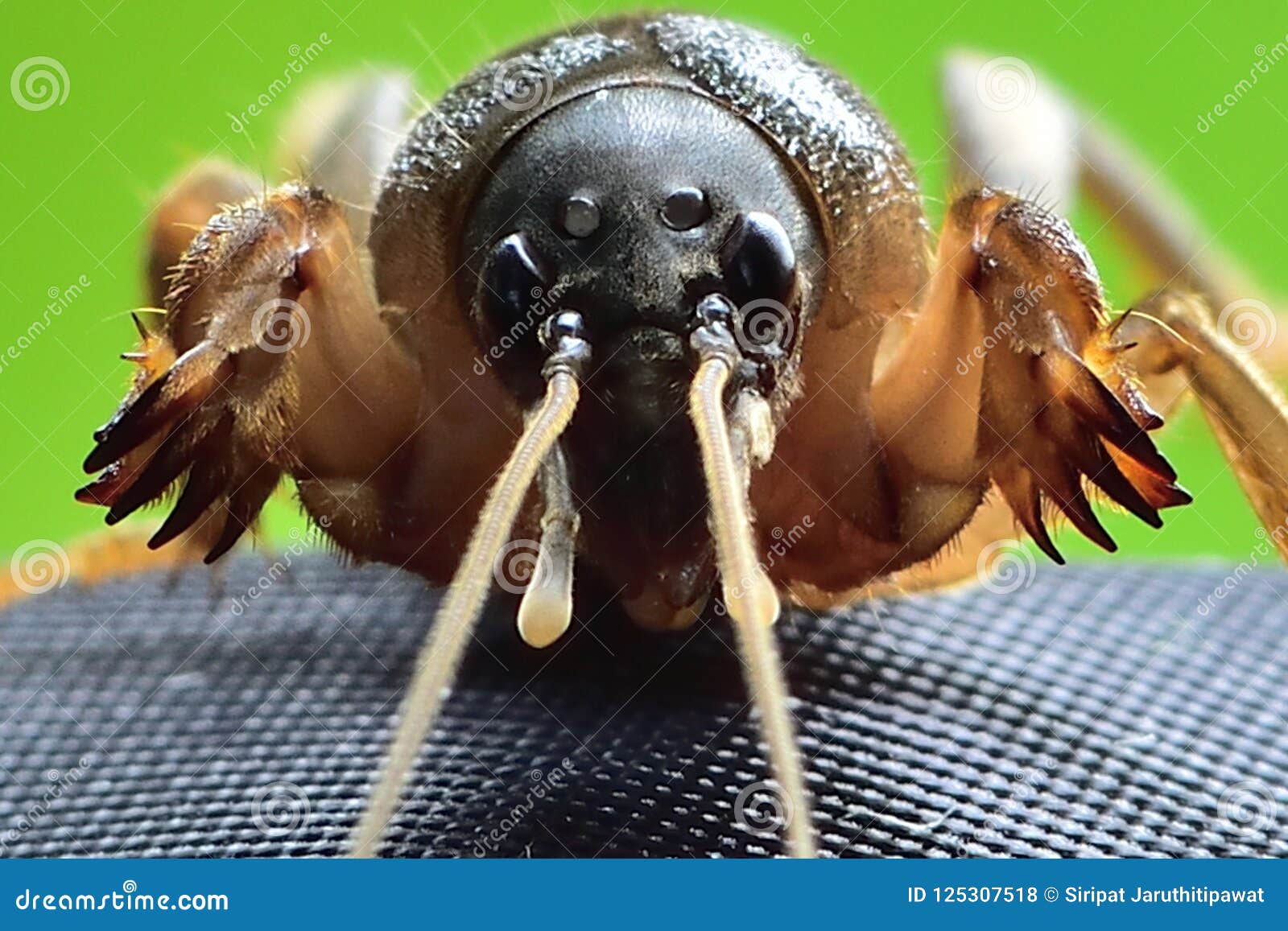 Yellow toad on clay pot stock photo. Image of protuberance - 125307518