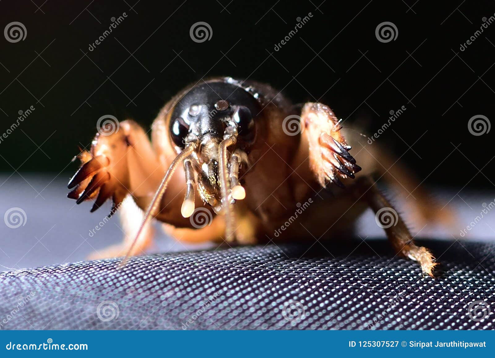 Yellow toad on clay pot stock image. Image of lying - 125307527