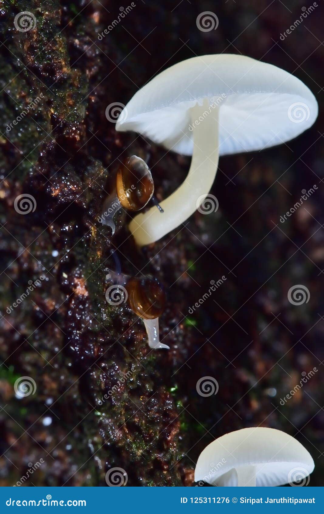 Yellow toad on clay pot stock photo. Image of rough - 125311276