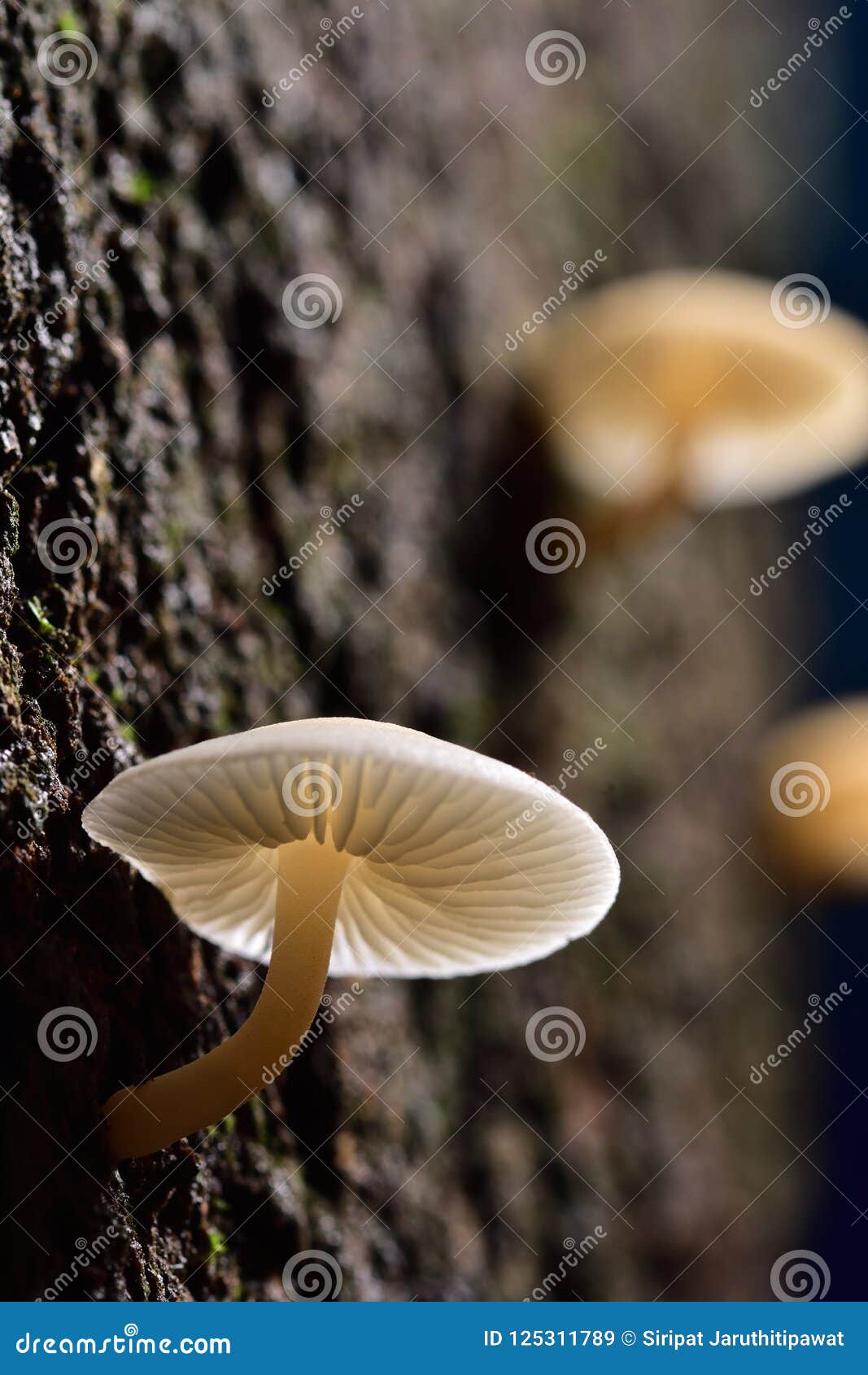 Yellow toad on clay pot stock image. Image of toad, protuberance ...