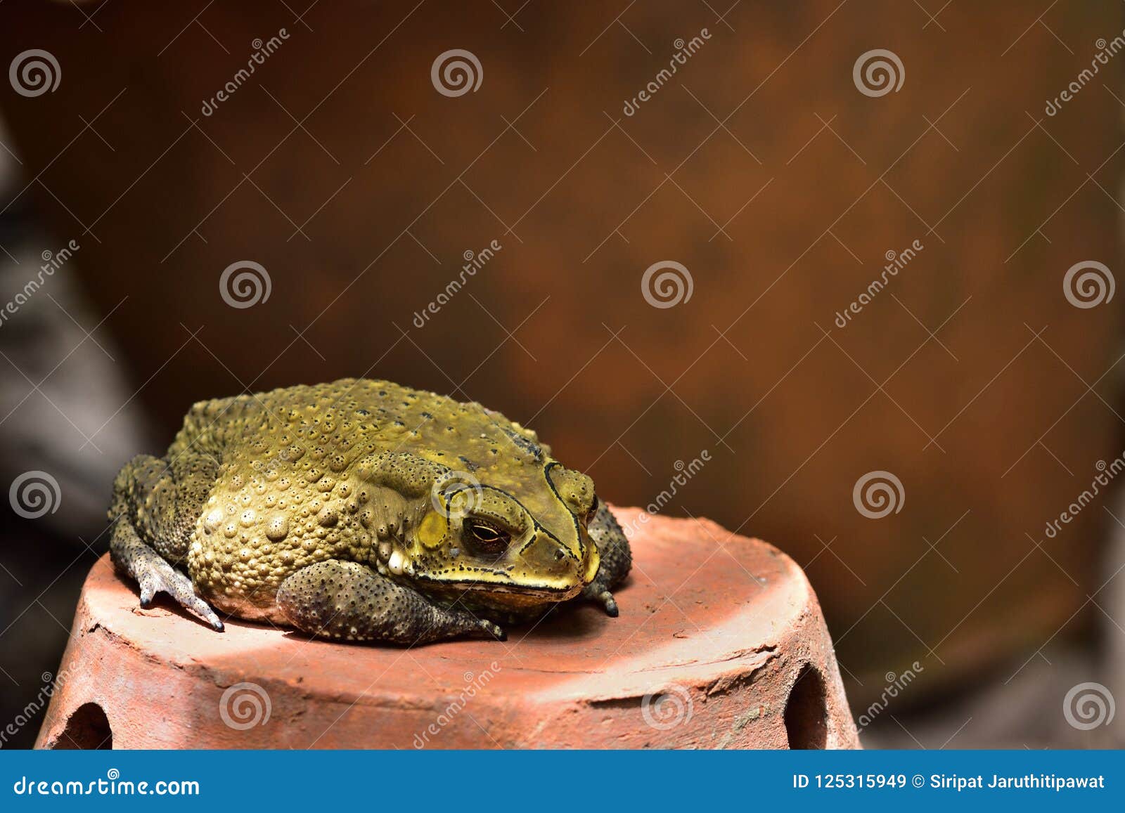 Yellow toad on clay pot stock image. Image of rough - 125315949