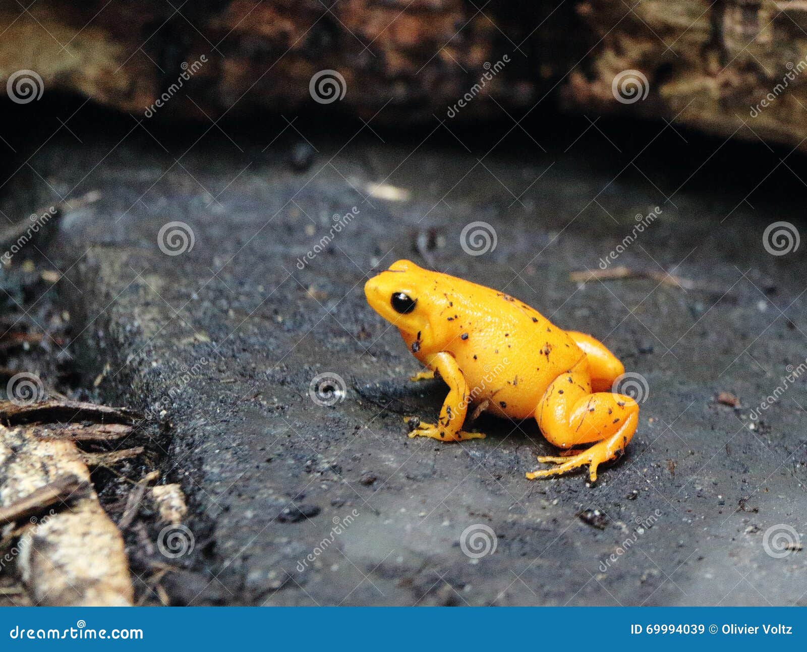 Yellow toad stock image. Image of face, lovely, animal - 69994039