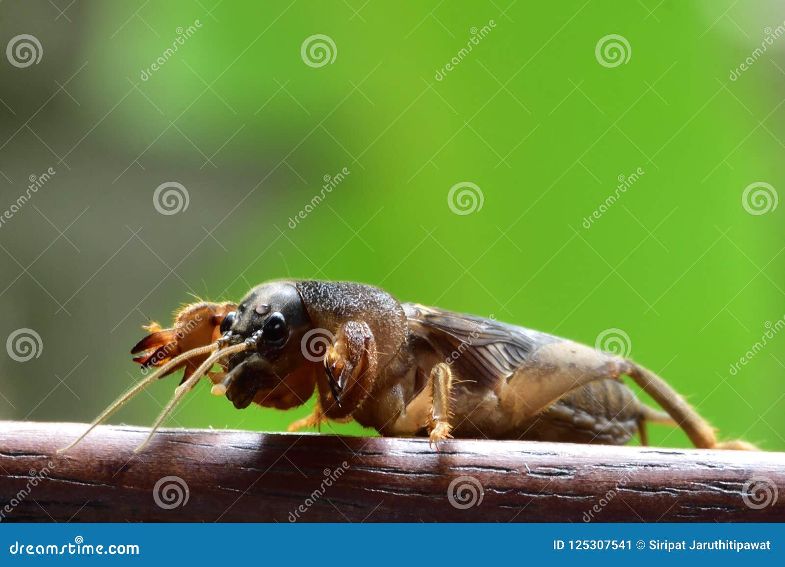 Yellow toad on clay pot stock image. Image of gland - 125307541