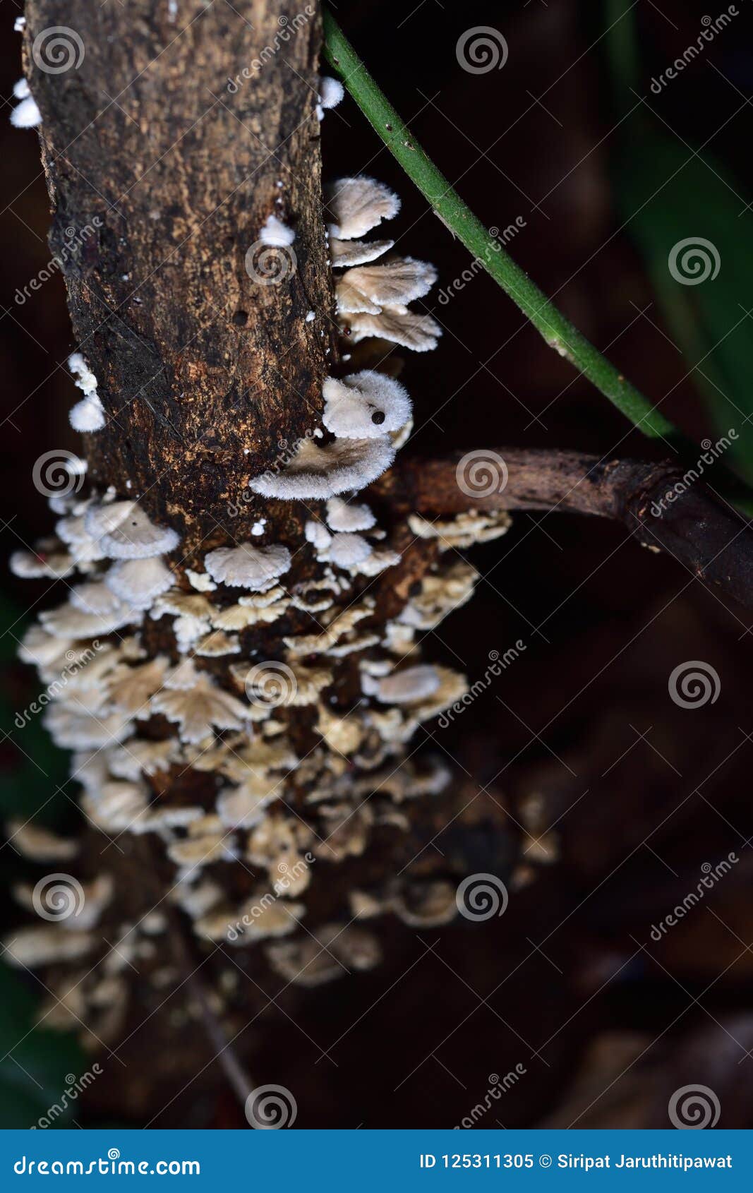 Yellow toad on clay pot stock image. Image of node, poisonous - 125311305