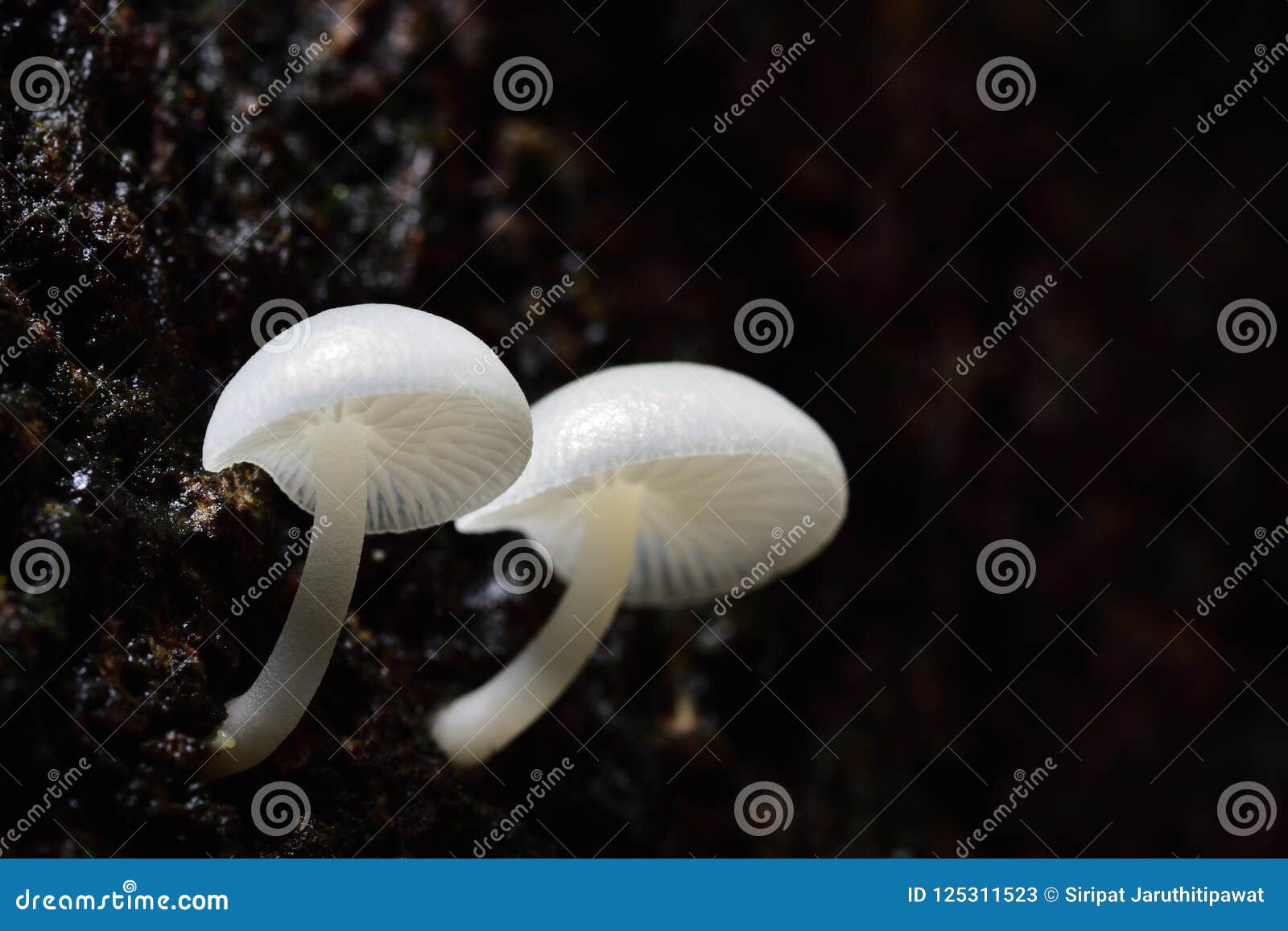 Yellow toad on clay pot stock image. Image of poisonous - 125311523