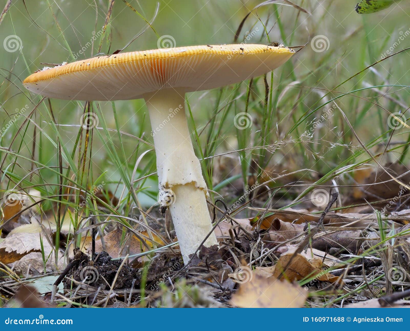 Yellow Toadstool Amanita Gemmata Stock Photo - Image of lamina, dots ...