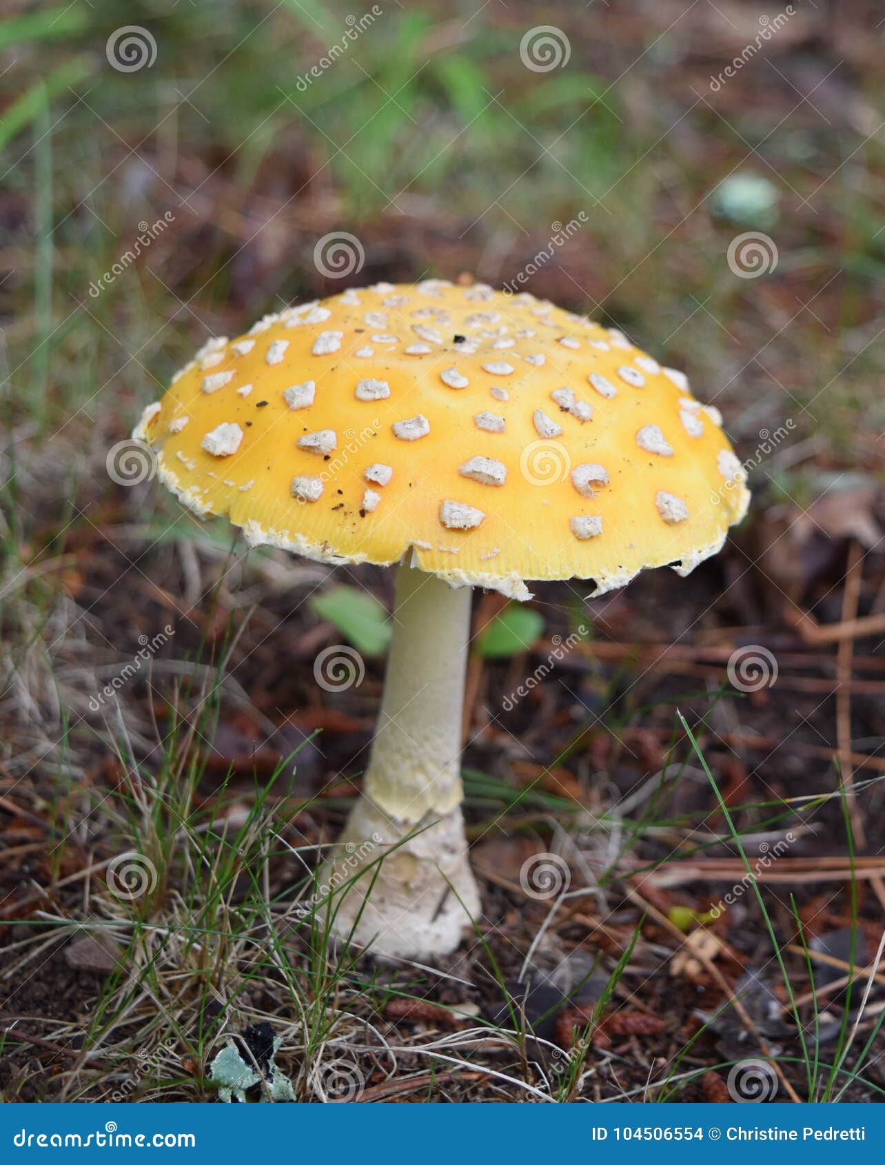 Yellow Toadstool on the Forest Floor Stock Photo - Image of fungus ...
