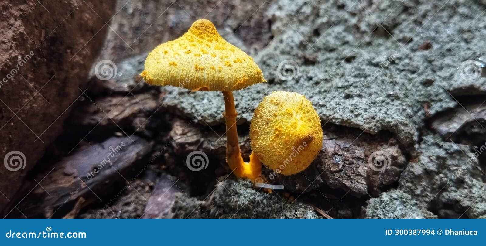 Yellow Toadstools Grow Under Dead Trees and between Rocks Stock Photo ...
