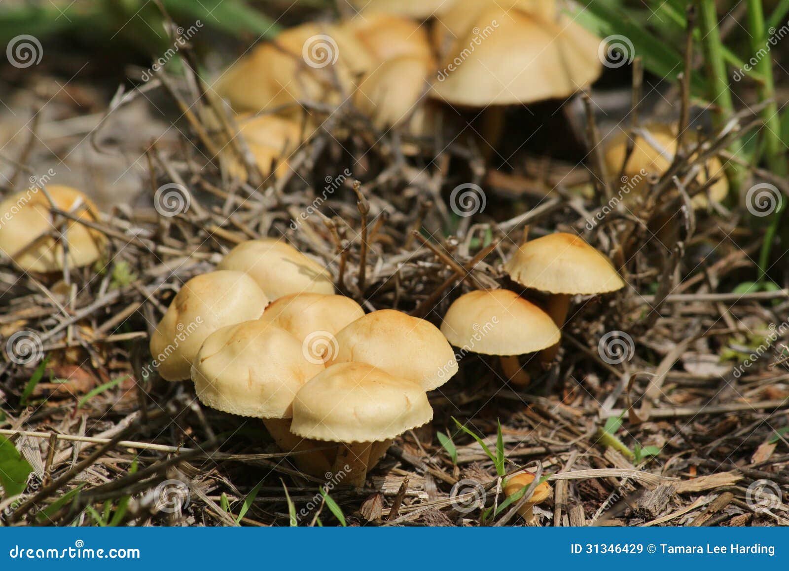 Yellow Toadstools Growing Low Stock Image - Image of decay, macro: 31346429