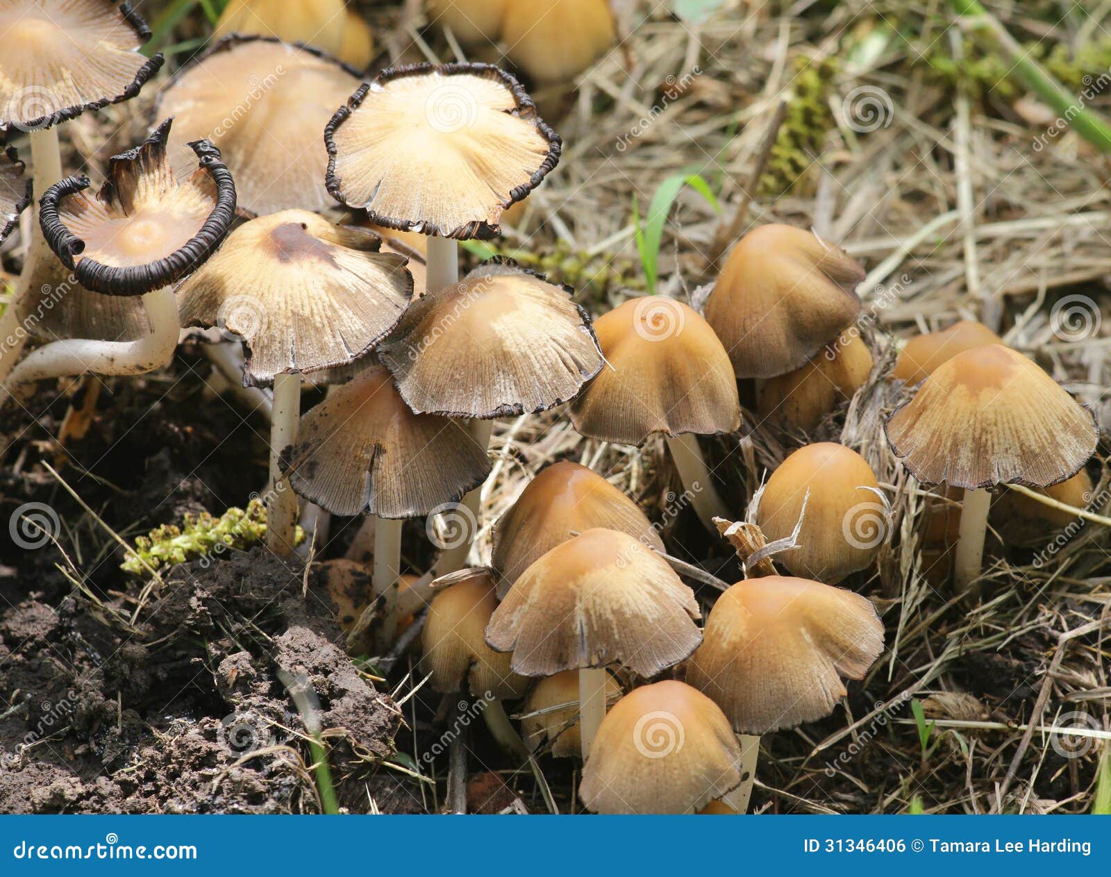 Yellow Toadstools stock photo. Image of grass, macro - 31346406