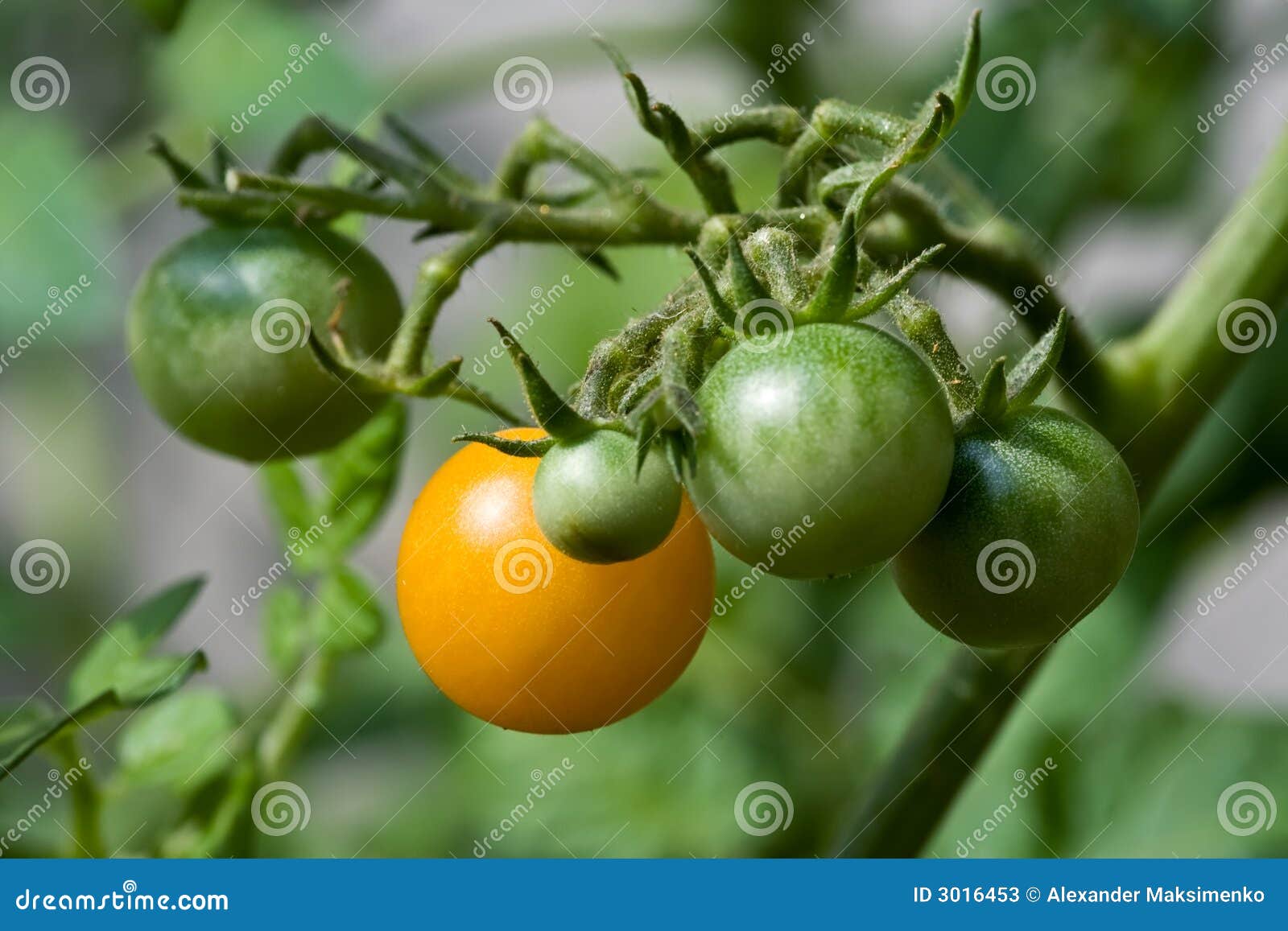 Yellow tomato stock image. Image of organic, yellow, still - 3016453
