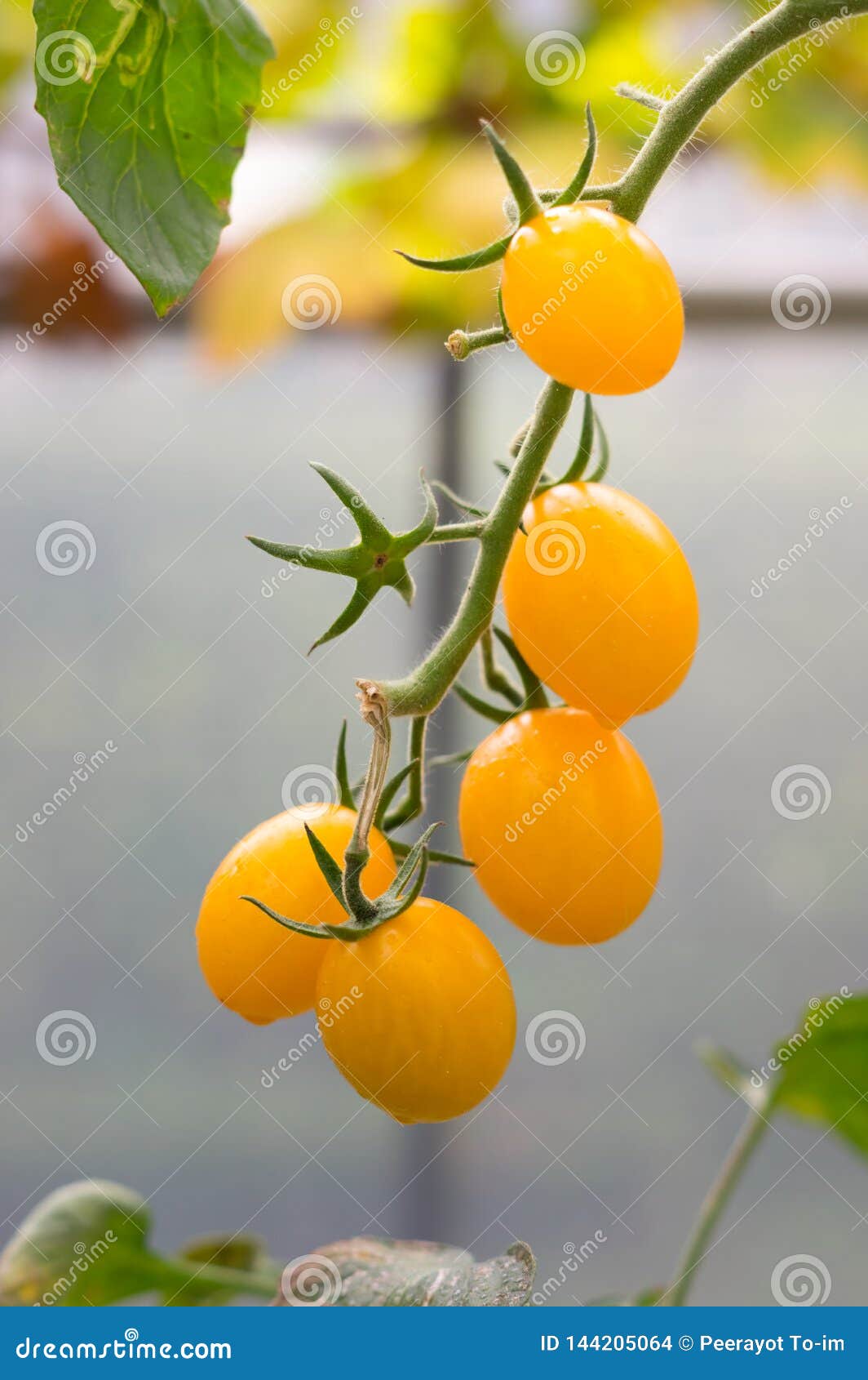 Yellow Tomato Bunch in Garden Stock Photo - Image of green, fresh ...
