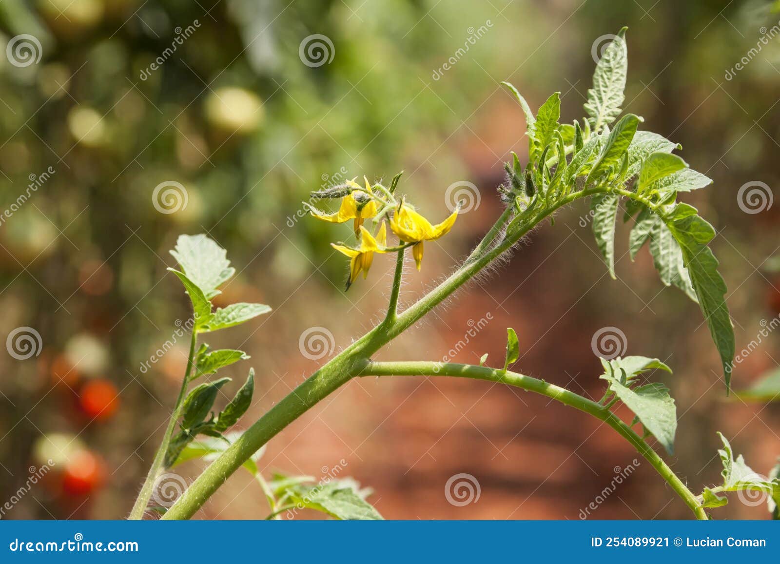 A Tomato Flower Ready For Pollination Royalty-Free Stock Photo ...