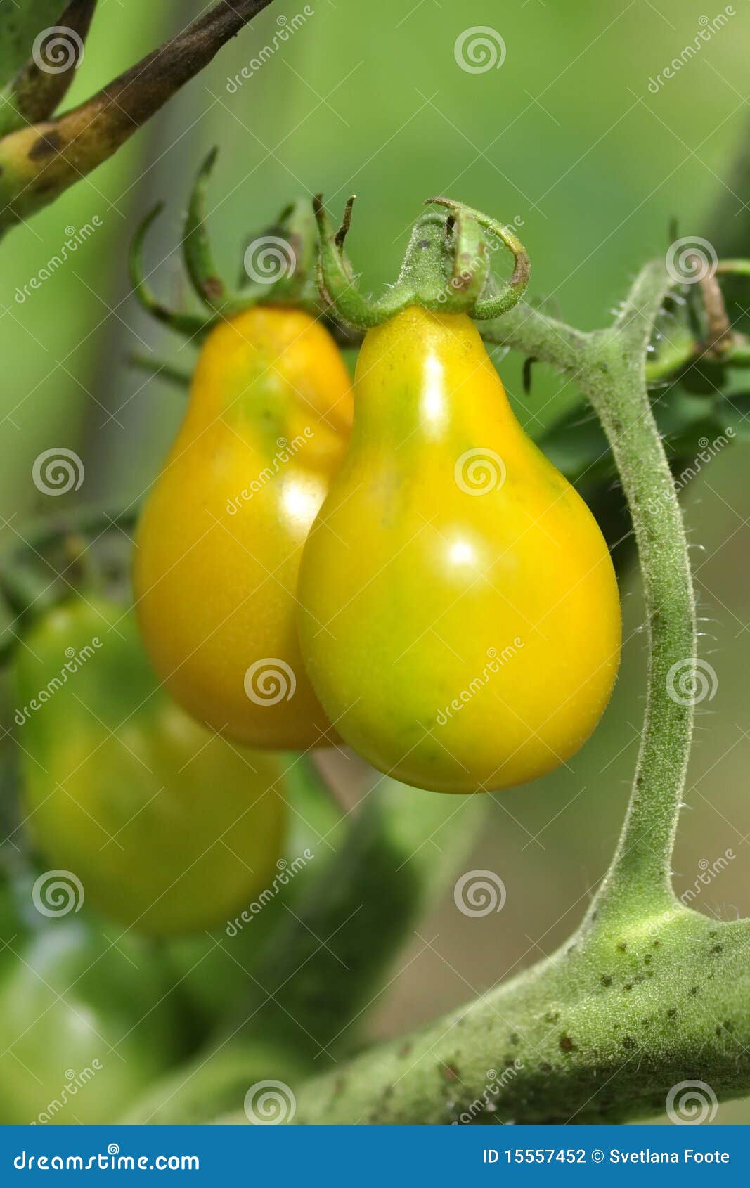 Yellow tomatoes stock photo. Image of salad, cooking - 15557452