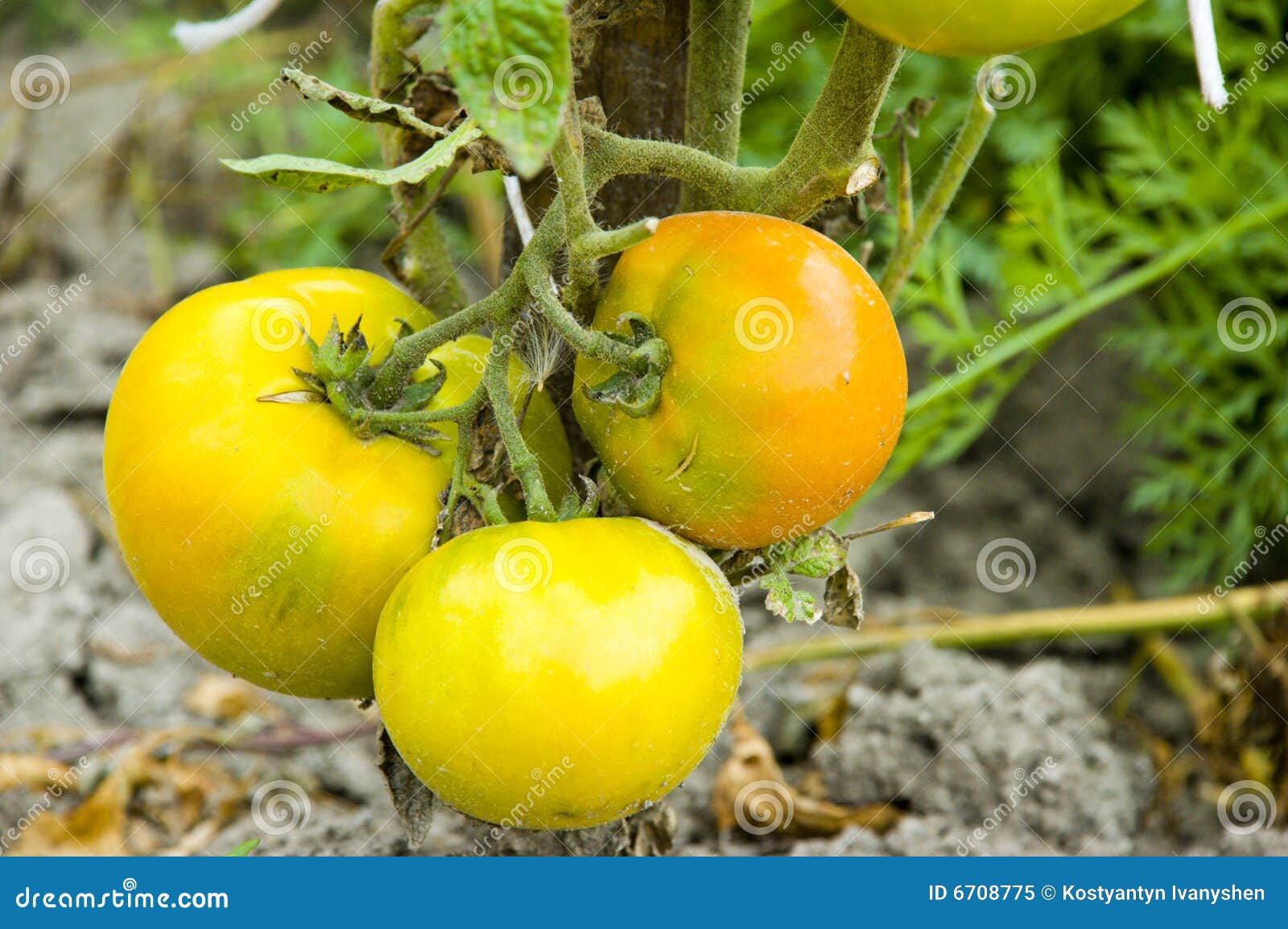Yellow tomatos stock image. Image of tomato, agriculture - 6708775