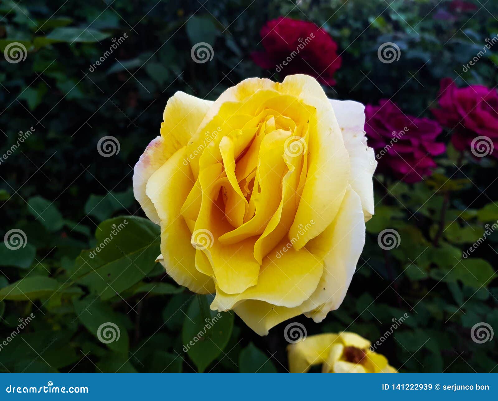 Yellow-toned Open Rose in Precious Detail Stock Image - Image of plant ...