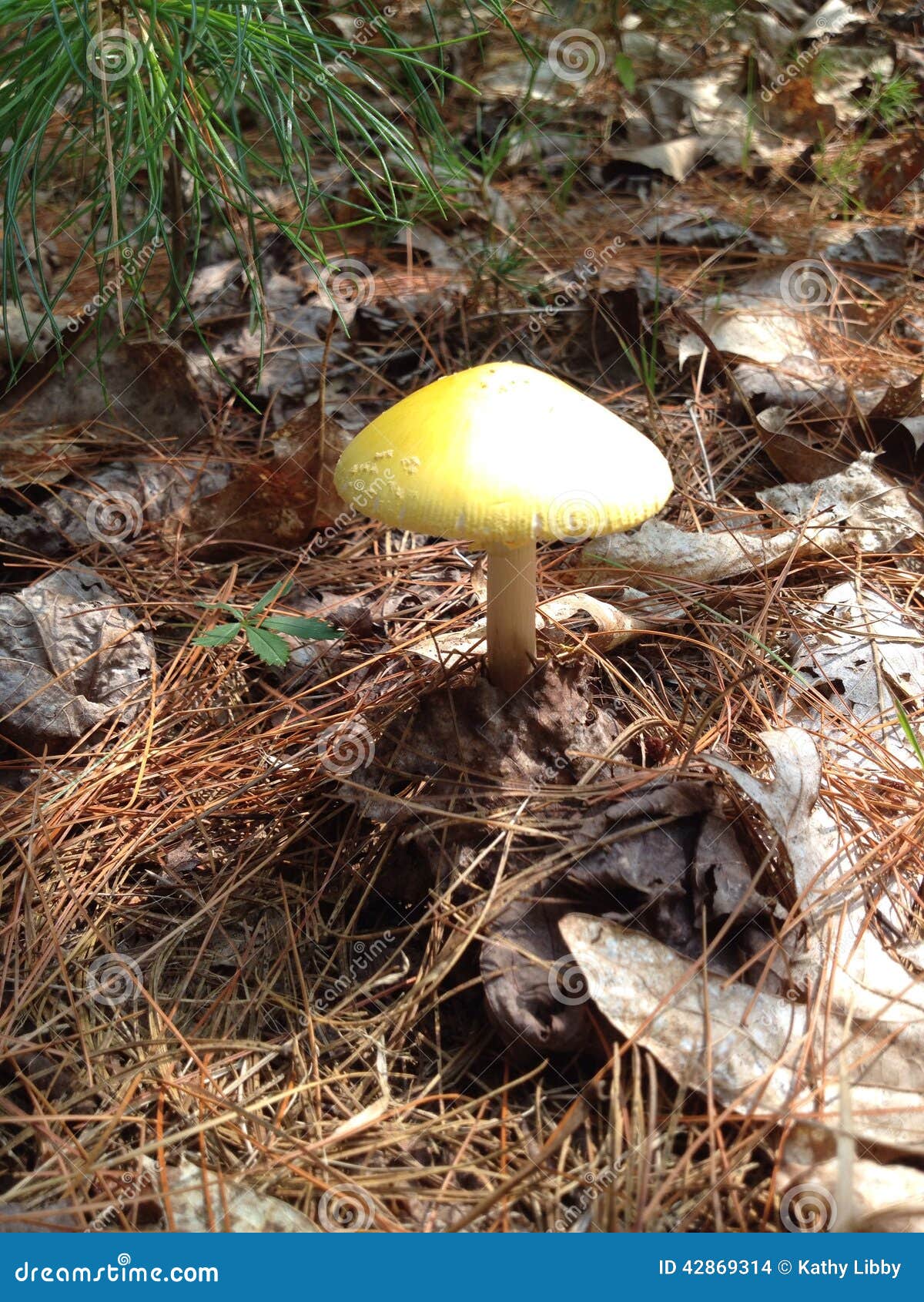 Yellow top mushroom stock photo. Image of woods, yellow - 42869314