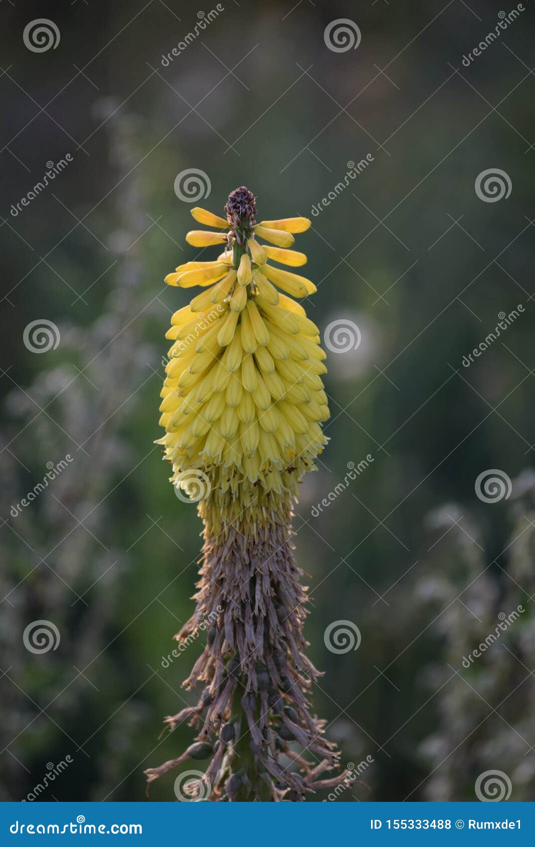 Yellow Torch lily stock photo. Image of flowercandles - 155333488