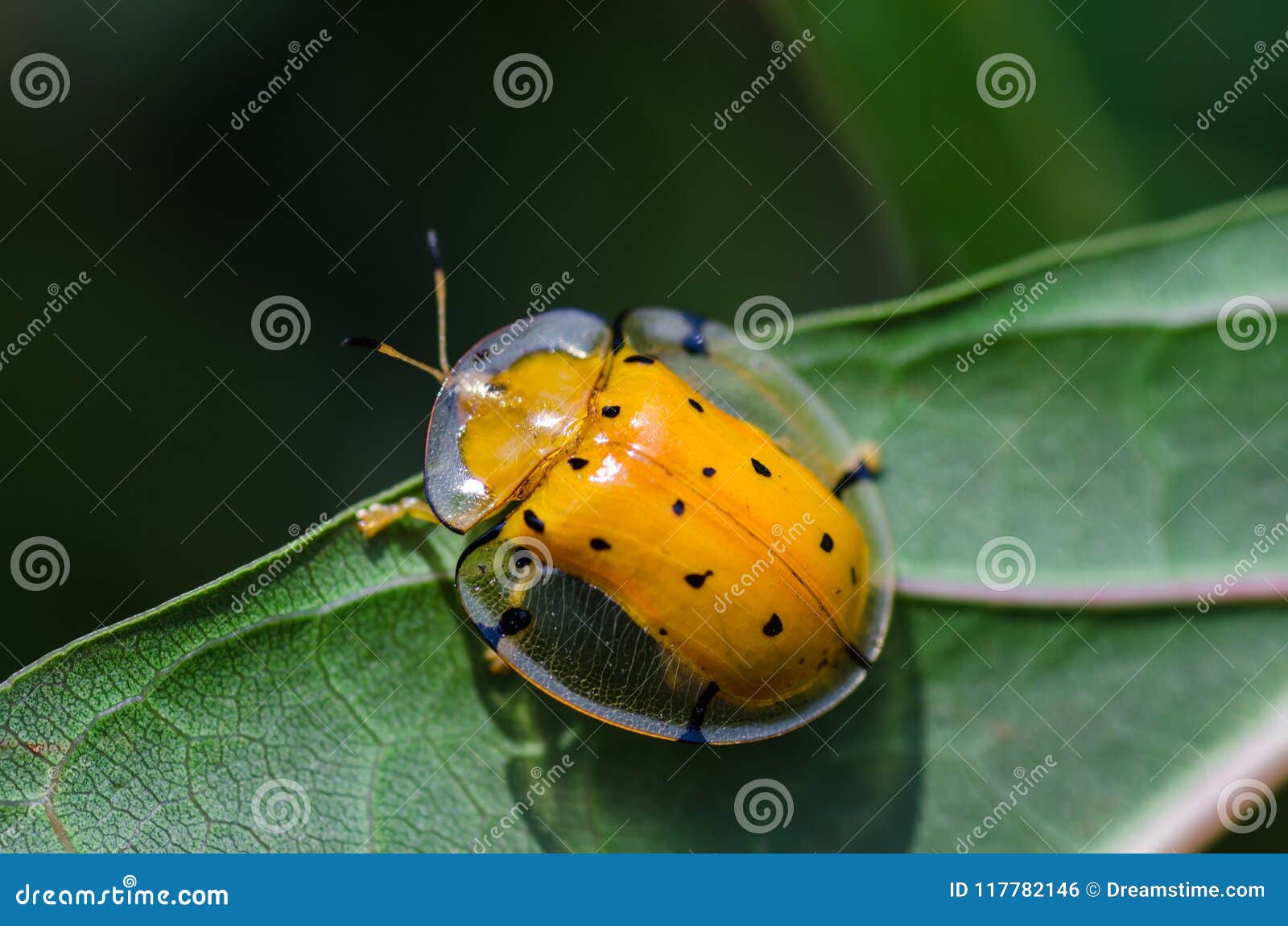 Yellow Tortoise Beetle stock photo. Image of yellow - 117782146
